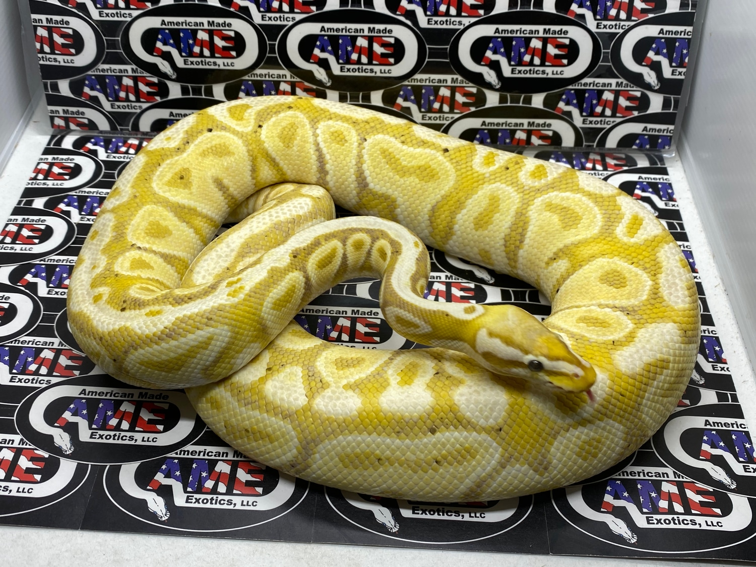 Banana Spotnose Pastel 100% Het Clown Ball Python by American Made ...