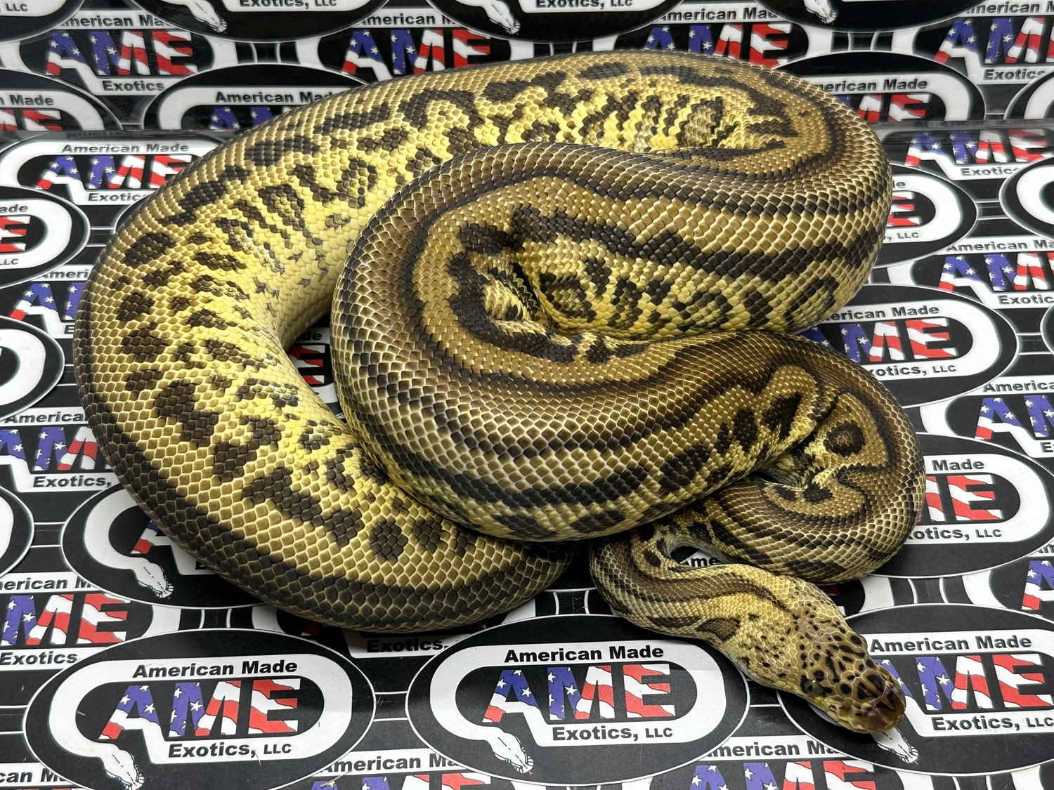 Clown Hurricane Leopard Pastel (Probable Yellowbelly) Ball Python by ...