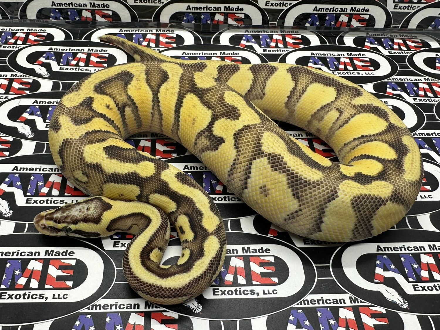 Enchi Firefly 100% Het Desert Ghost 100% Het Cryptic Ball Python by ...