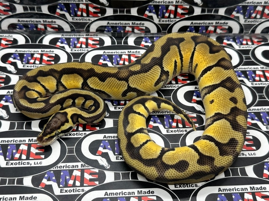 Pastel Enchi 100% Het Desert Ghost 100% Het Cryptic Ball Python by ...