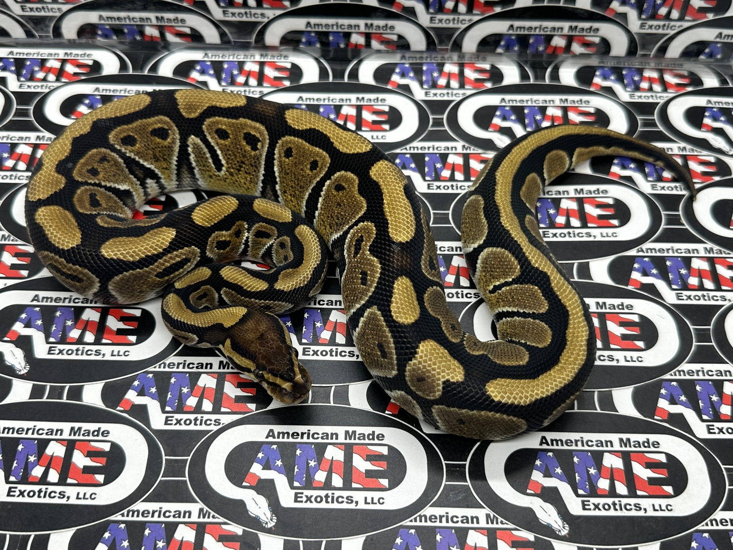 100% Het Desert Ghost 100% Het Cryptic Ball Python by American Made ...