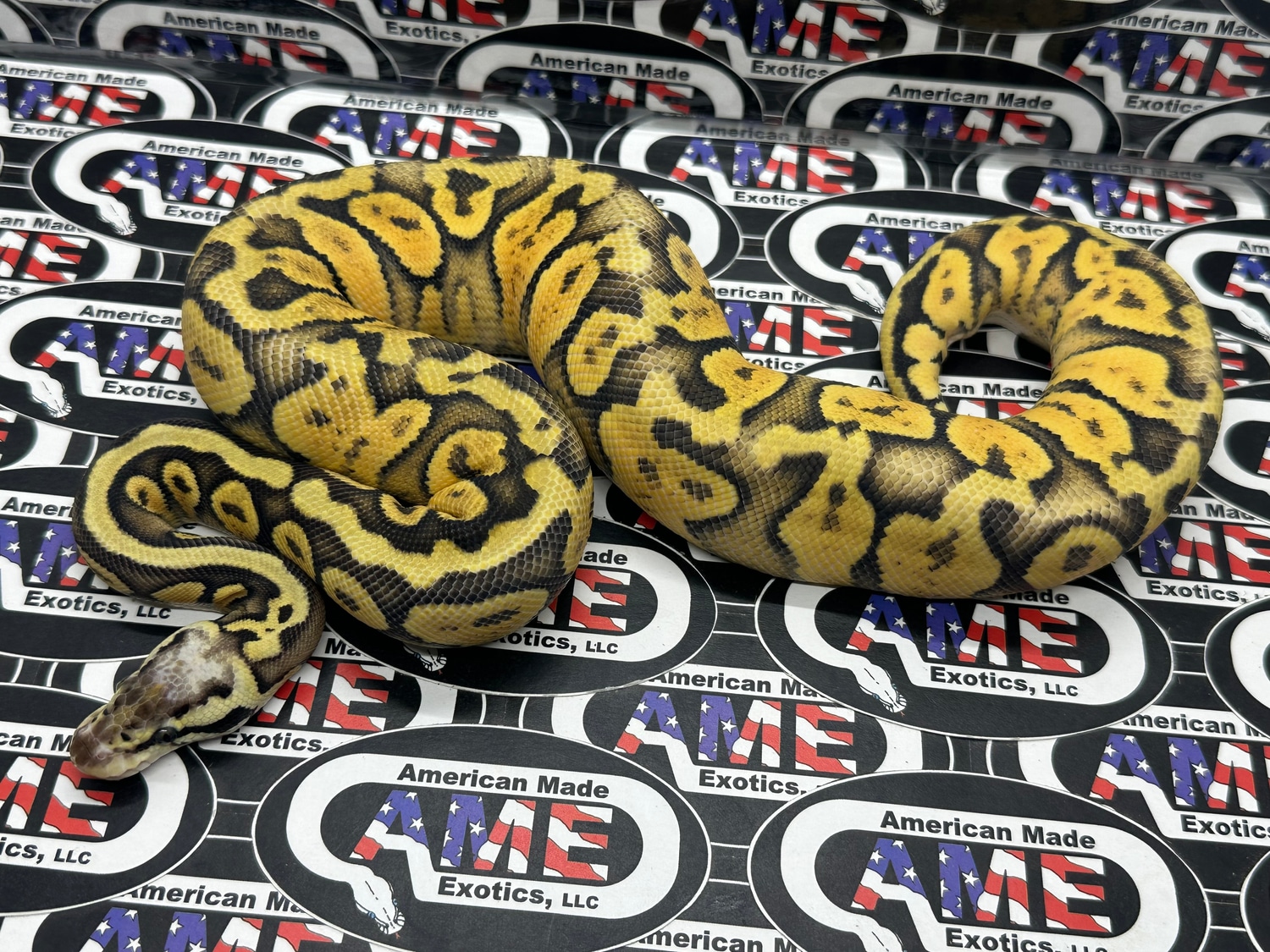 Super Pastel Yellowbelly 100% Het Puzzle Ball Python by American Made ...