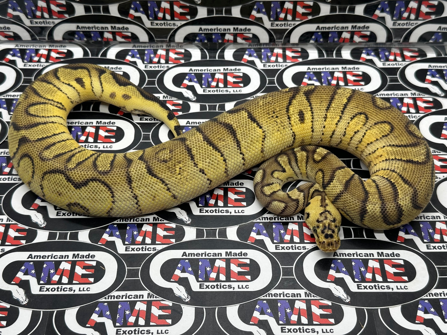Clown Stranger Enchi Pastel Ball Python by American Made Exotics, LLC ...