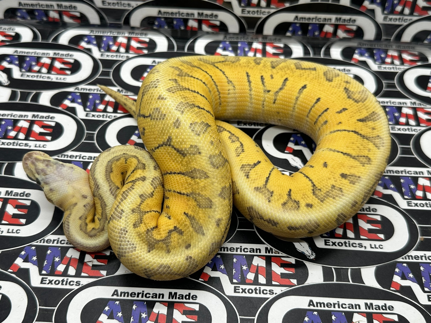 Vanilla Superblast (Possible Chocolate) 100% Het Desert Ghost 50% Pos ...