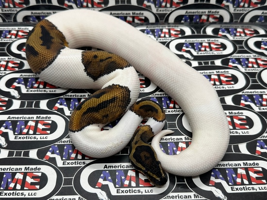 Pied (Probable Leopard) 100% Het Ultramel 100% Het Clown Ball Python by ...