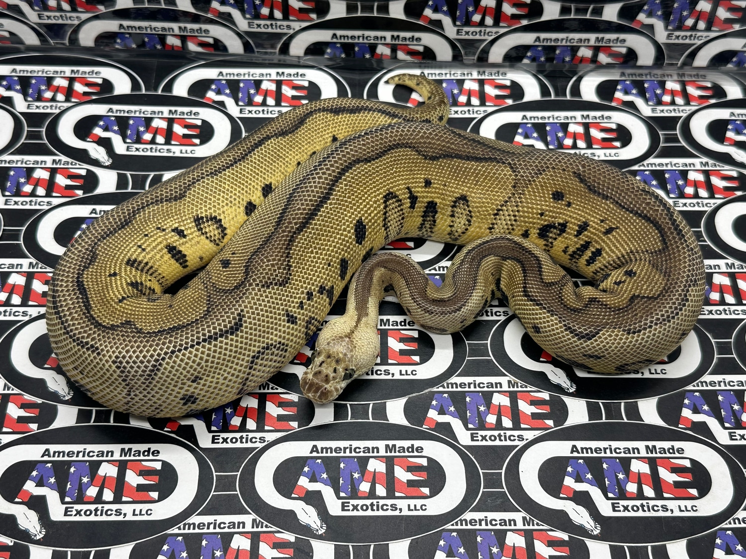 Clown Leopard Pastel 100% Het Desert Ghost Ball Python by American Made ...