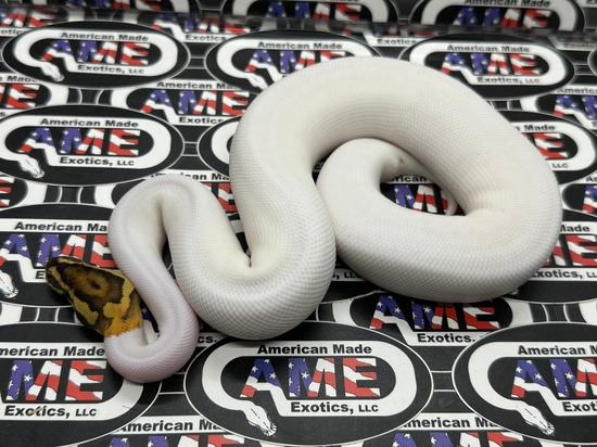Pied Fire Possible Leopard 100% Het Lavender Albino Ball Python by ...