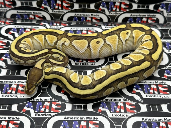 Butter 100% Het Clown 100% Het Genetic Stripe 50% Pos Het Hypo Ball ...
