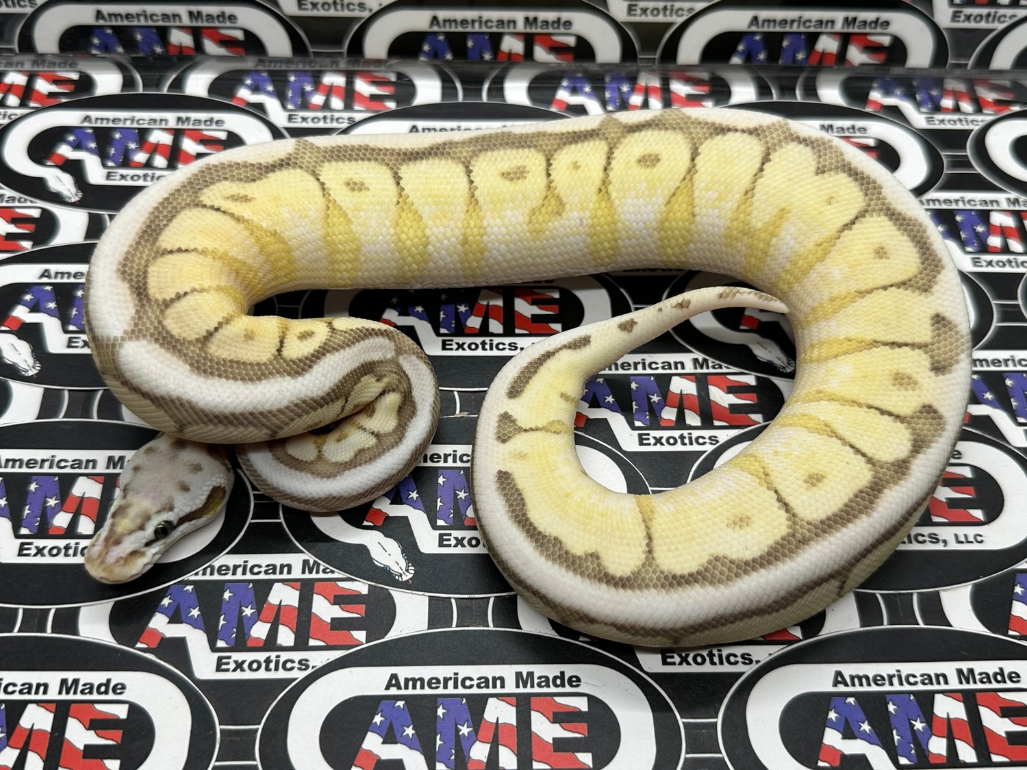 Butter Pastel Spider 100% Het Clown 100% Het Genetic Stripe 50% Pos Het ...