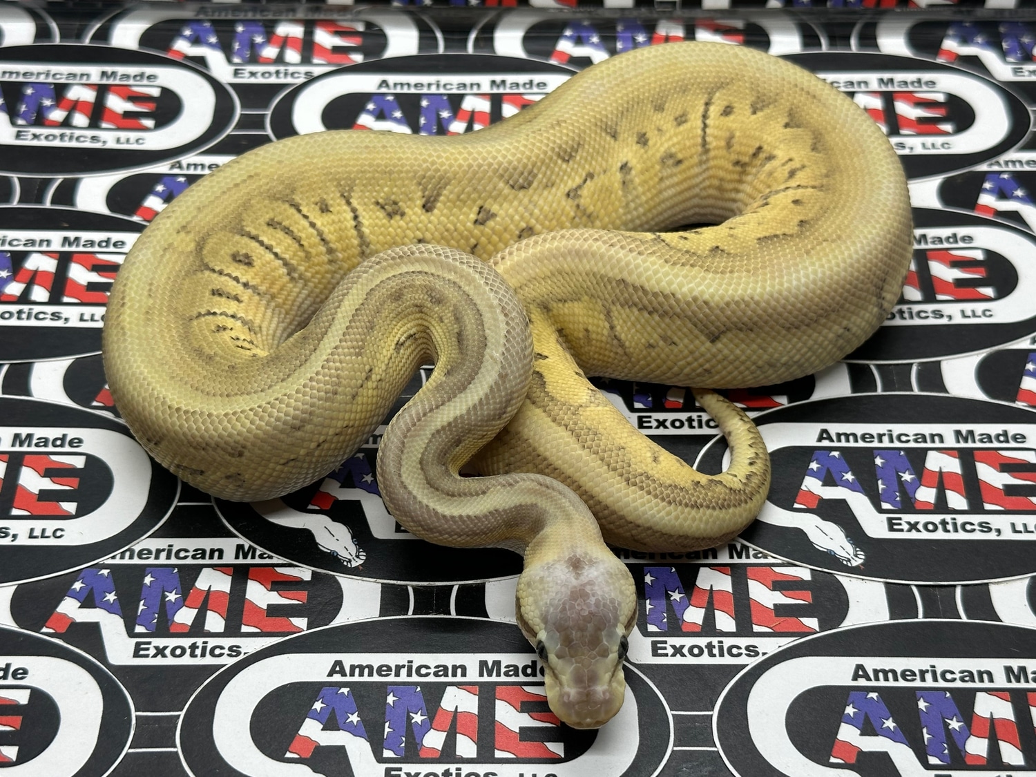 Mojave Lemonblast (Pos Chocolate) 100% Het Desert Ghost 50% Pos Het ...
