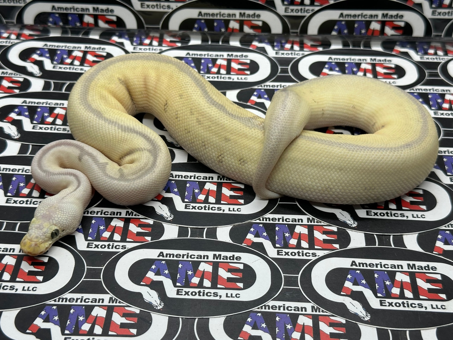 Clown Leopard Killerbee 100% Het VPI Axanthic Ball Python by American ...