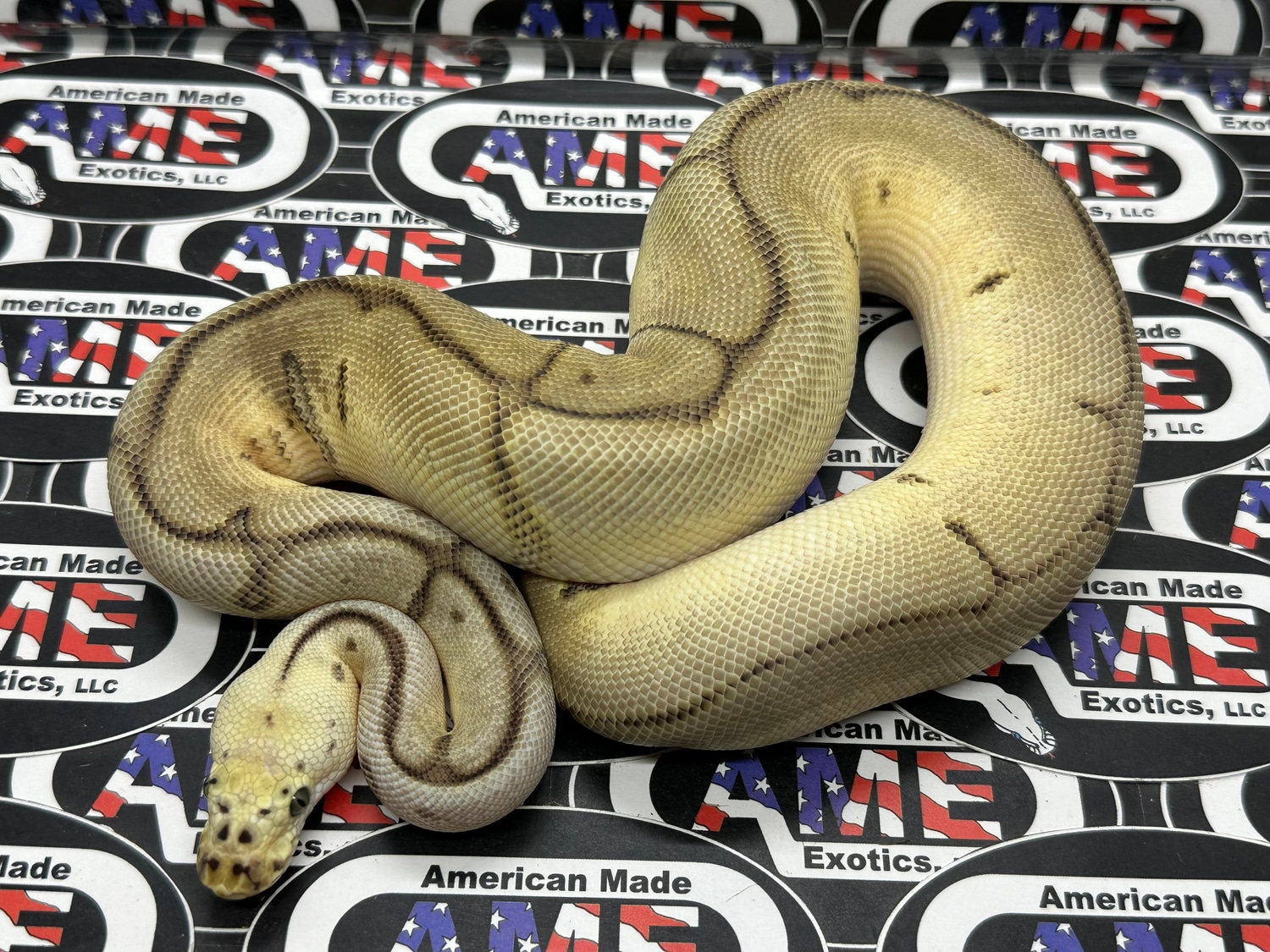 Clown Bumblebee 100% Het VPI Axanthic (Possible Leopard) Ball Python by ...