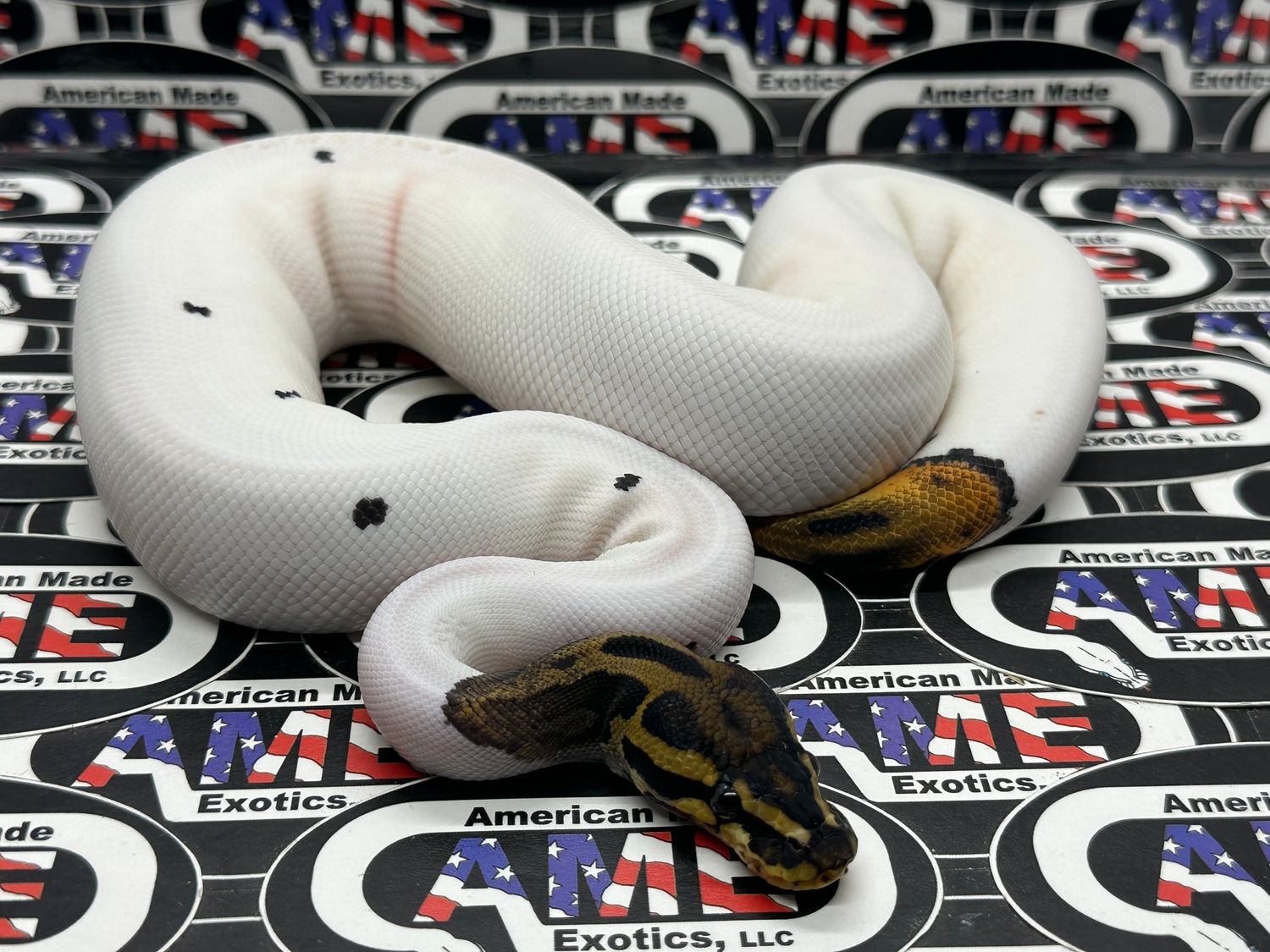 Pied Leopard 100% Het Clown Ball Python by American Made Exotics, LLC ...