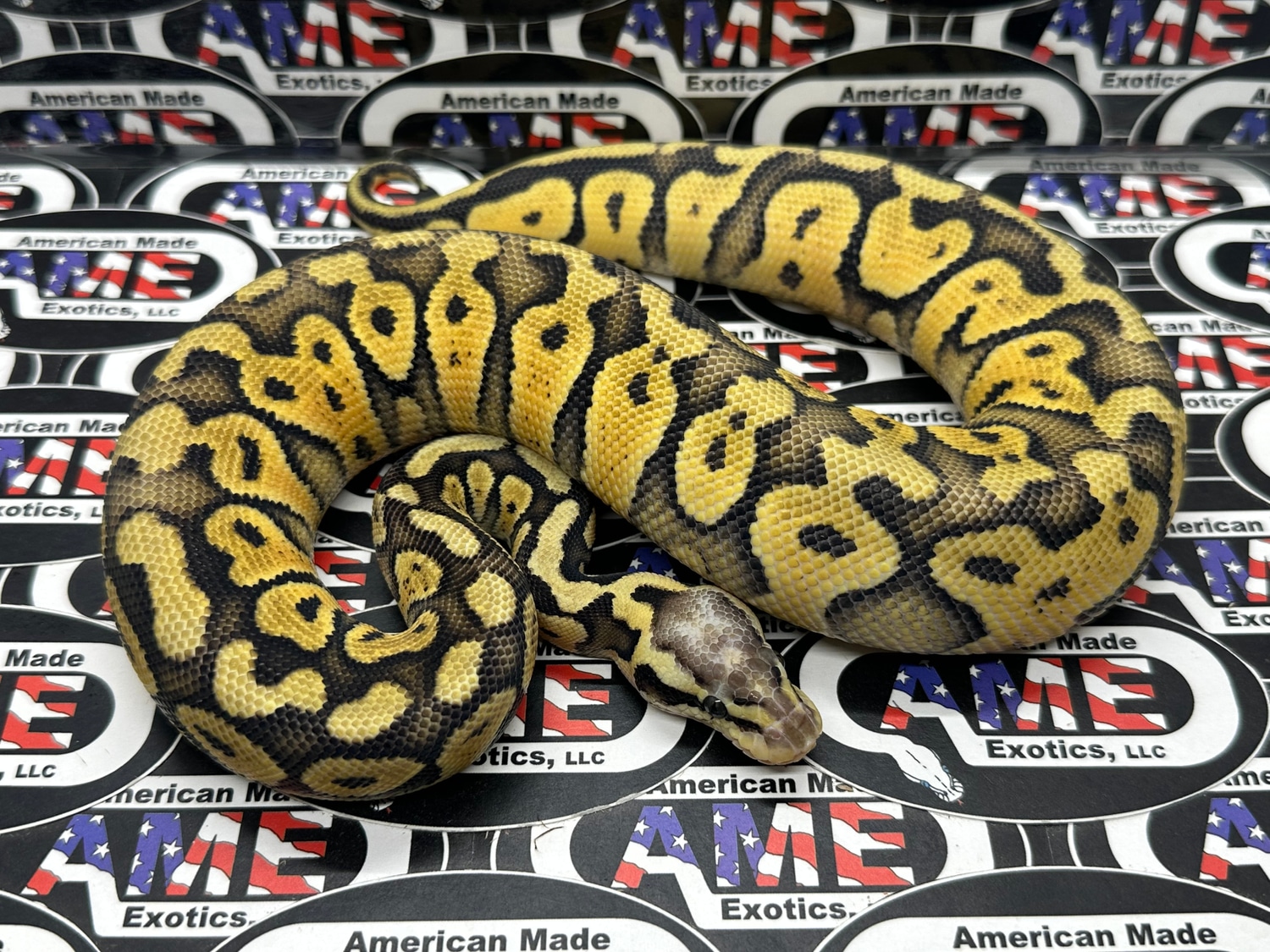 Super Pastel 66% Pos Het Clown 66% Pos Het Genetic Stripe Ball Python ...