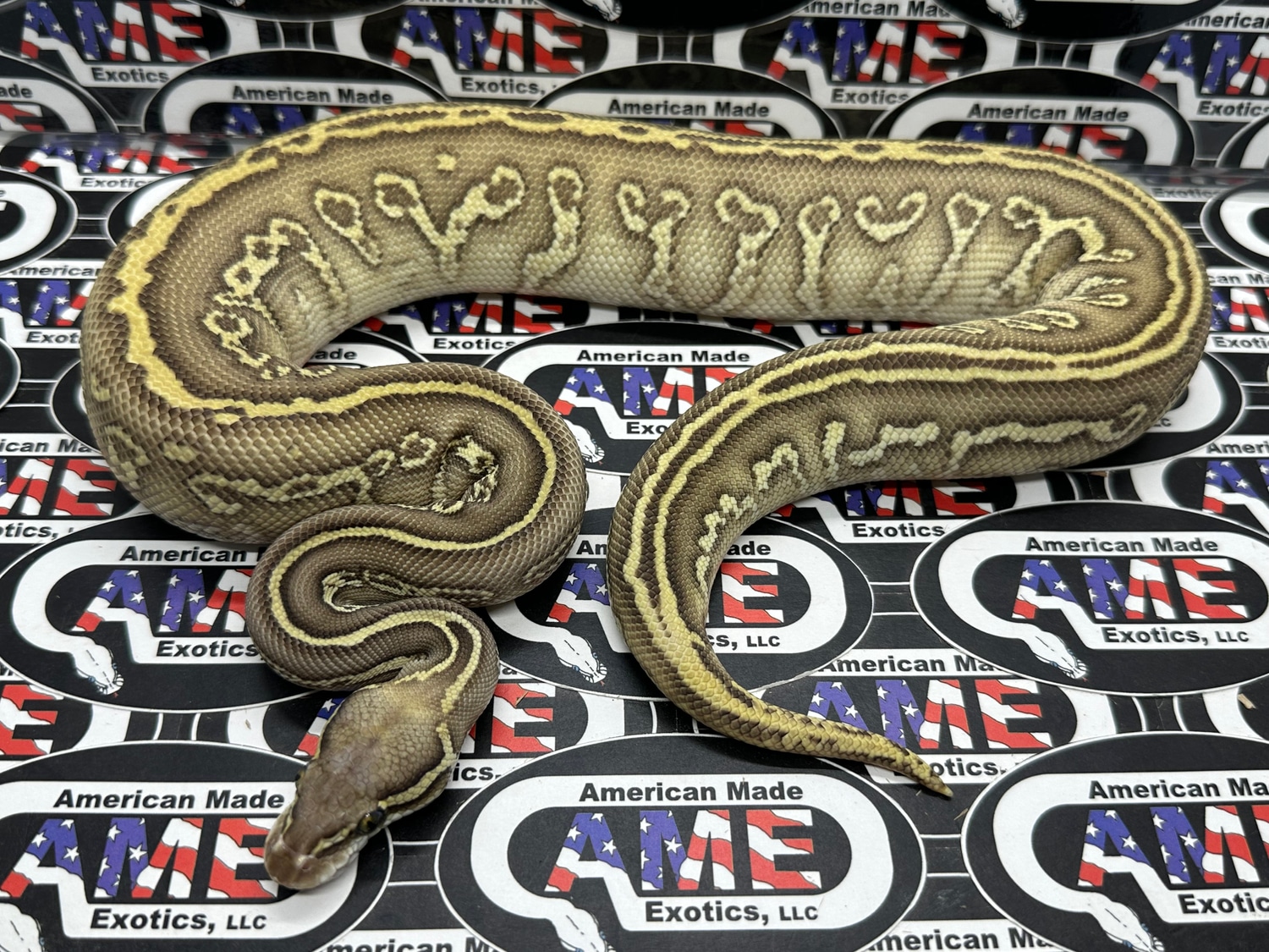 Hurricane Leopard Lesser Pastel 100% Het Clown Ball Python by American ...