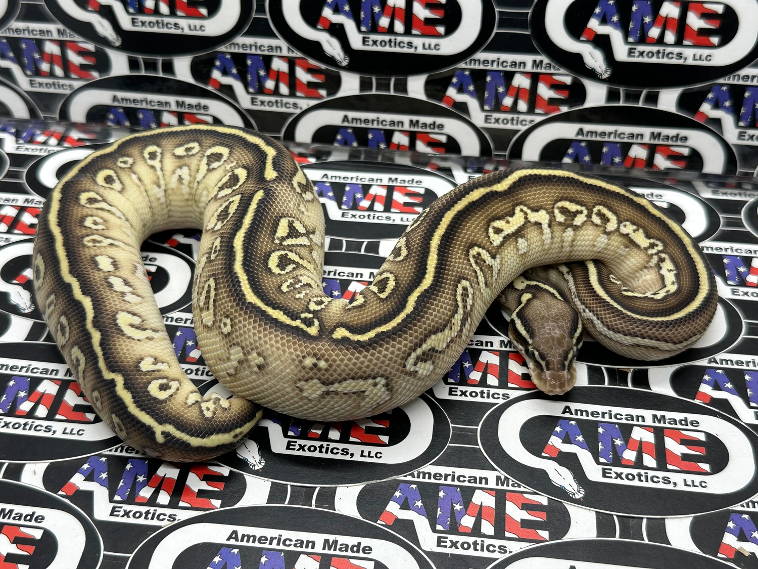 Hurricane Lesser Pastel 100% Het Clown Ball Python by American Made ...