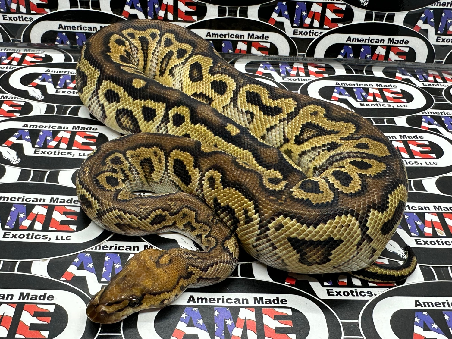 Hurricane Clown Ball Python by American Made Exotics, LLC - MorphMarket