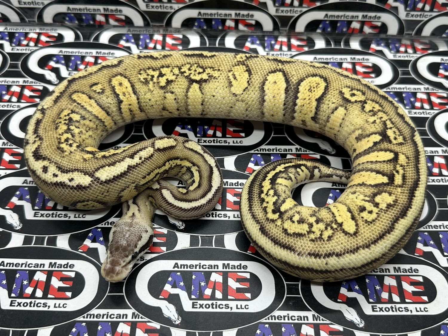 Stranger Firefly 50% Pos Het Clown Ball Python by American Made Exotics ...