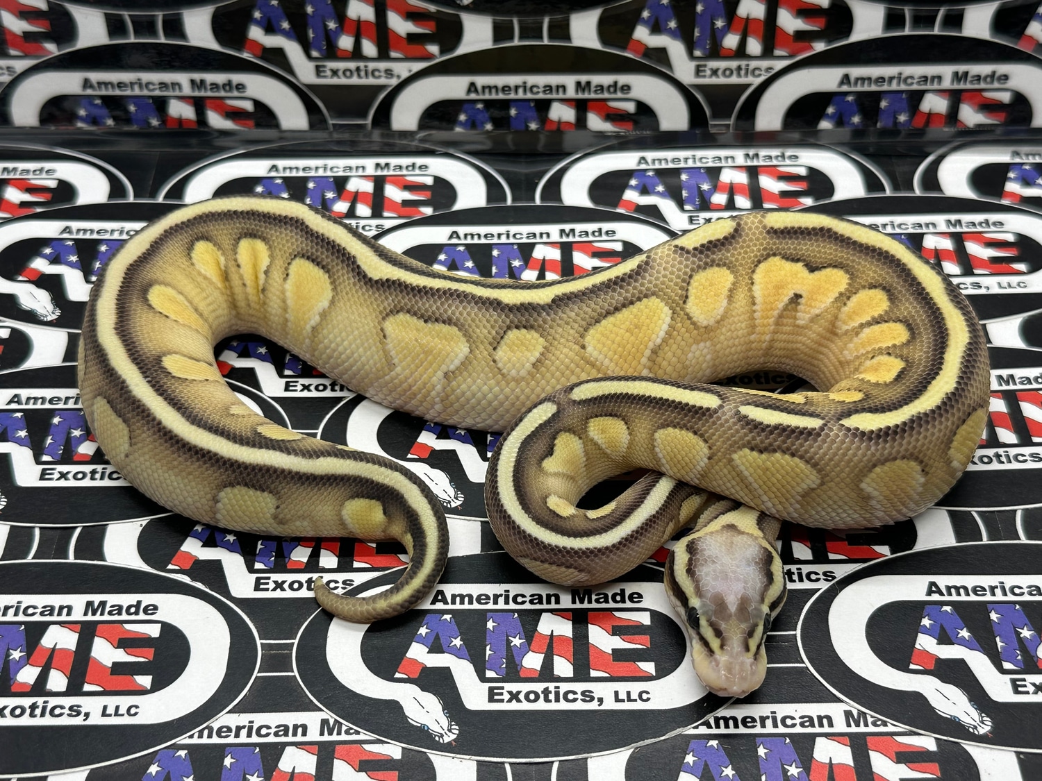 Butter Super Pastel 66% Pos Het Genetic Stripe 66% Pos Het Clown Ball ...