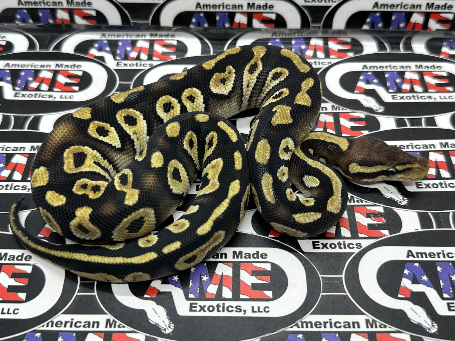 Chocolate Pastel Mojave 100% Het Desert Ghost 50% Pos Het Hypo Ball ...