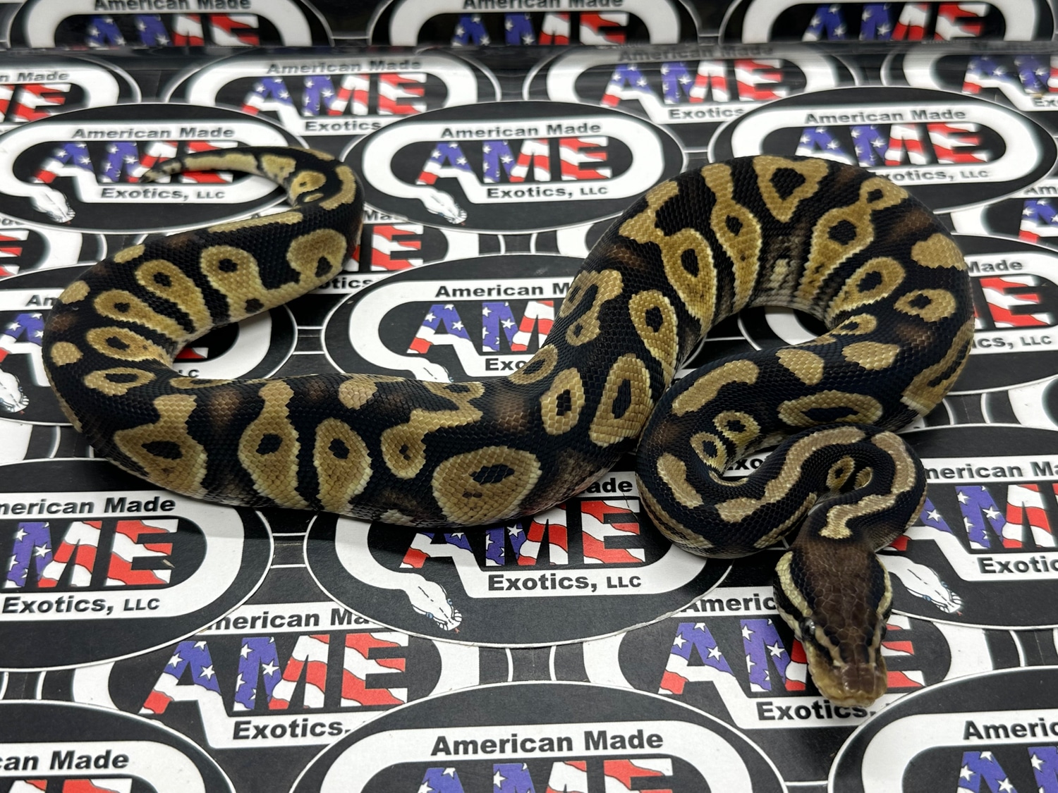 Chocolate Pastel Honey 100% Het Desert Ghost 50% Pos Het Hypo Ball ...