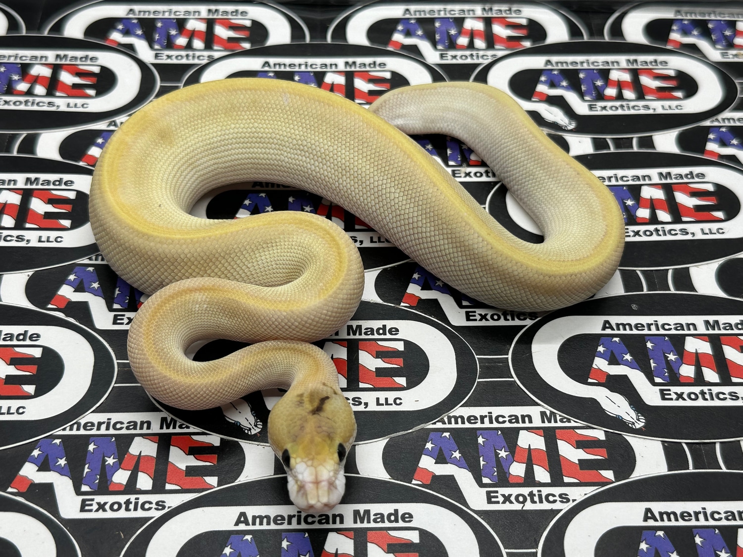 Champagne Lesser (Possible Enchi) 100% Het VPI Axanthic 100% Het Hypo ...