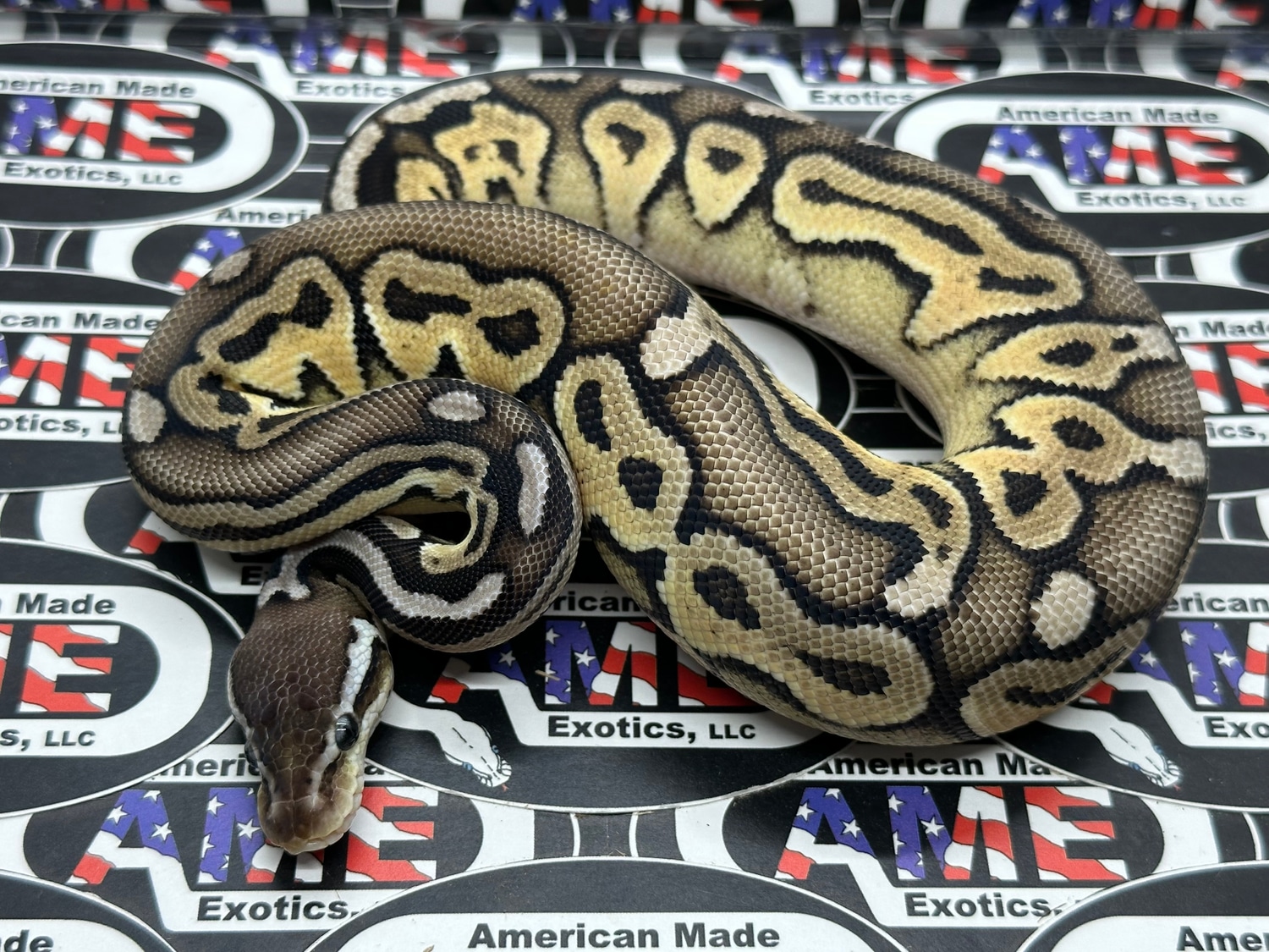 Pewter 100% Het Tristripe Ball Python by American Made Exotics, LLC ...