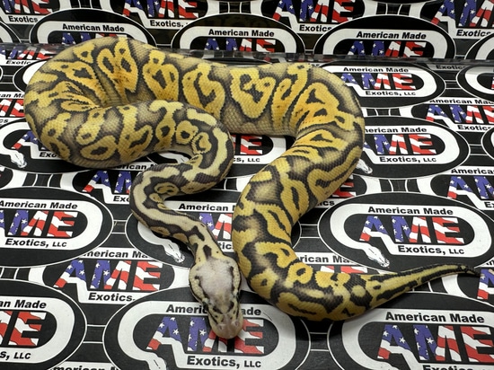 Hypo Super Pastel 100% Het Clown Ball Python by American Made Exotics, LLC