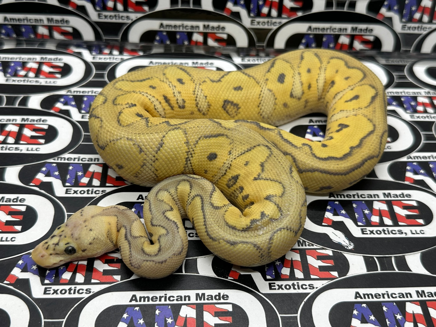 Clown Hypo Pasel Ball Python by American Made Exotics, LLC - MorphMarket
