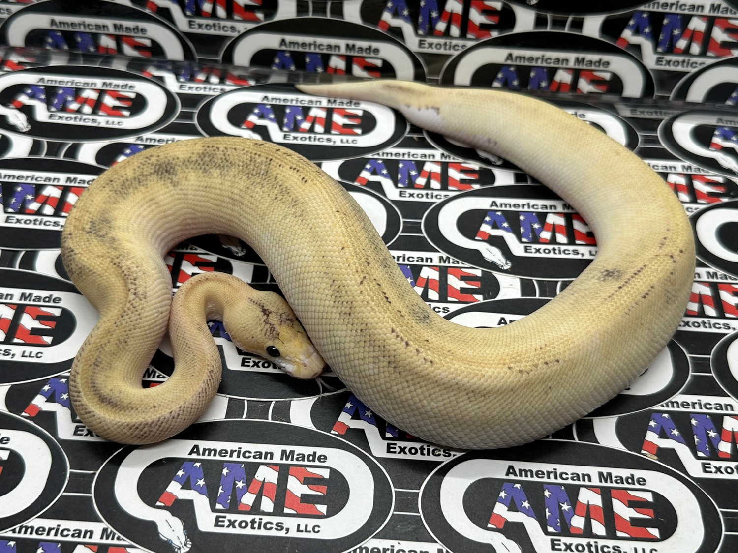 Champagne Fire 100% Het VPI Axanthic 100% Het Hypo Ball Python by ...