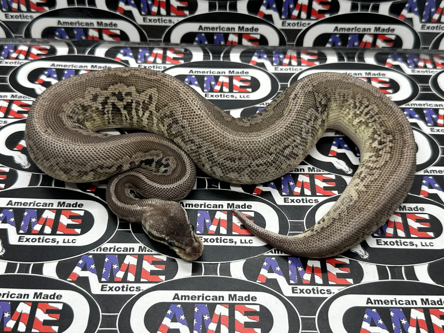 Leopard Pewter 100% Het Pied 100% Het Lavender Albino Ball Python by ...