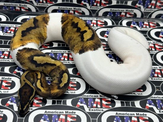Pied 100% Het Ultramel Ball Python by American Made Exotics, LLC