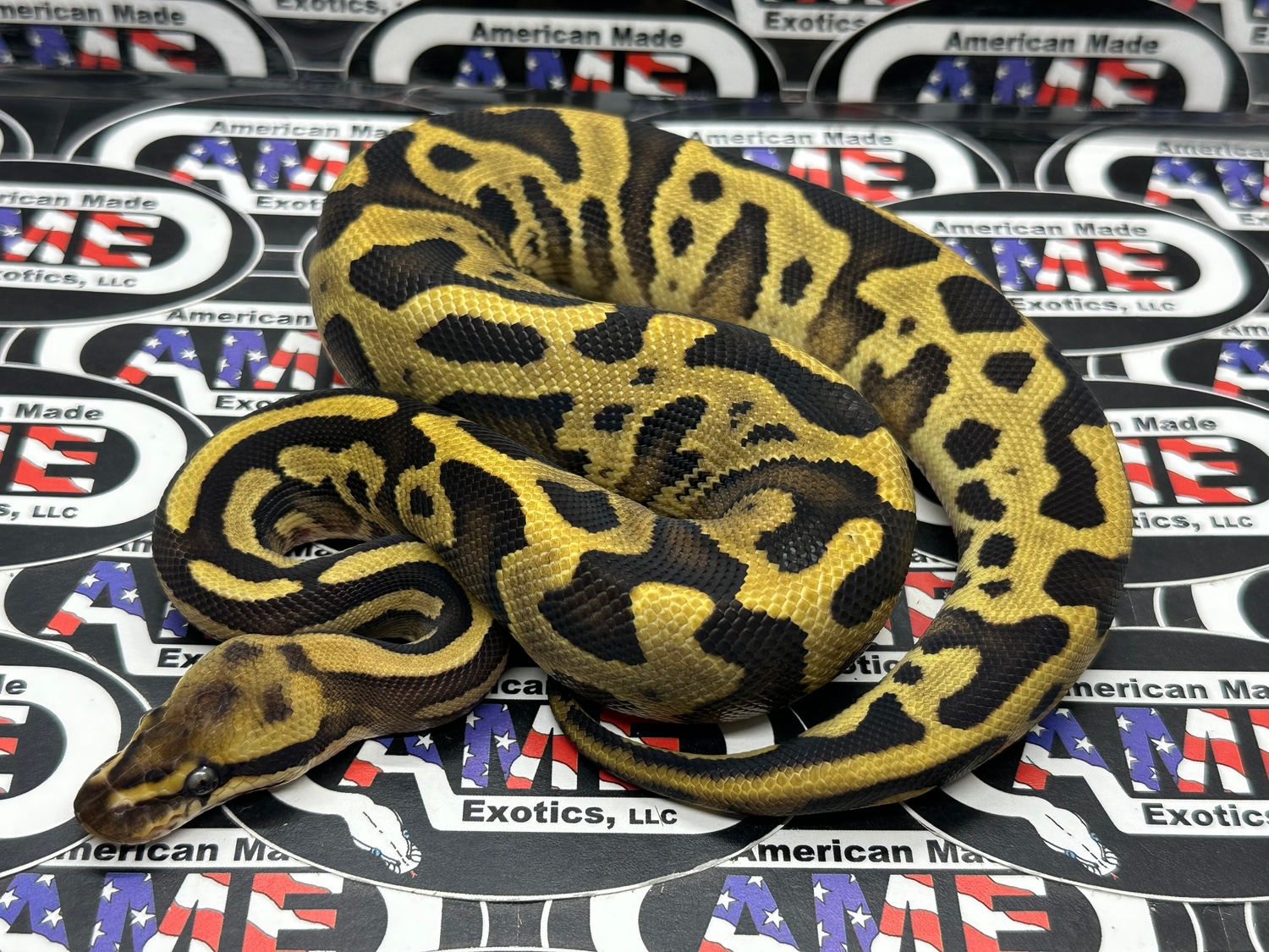 Leopard Fire (Possible Yellowbelly / Orange Dream / Enchi) 100% Het ...