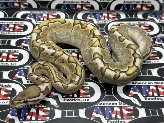 Bamboo 100% Het Puzzle Ball Python by American Made Exotics, LLC
