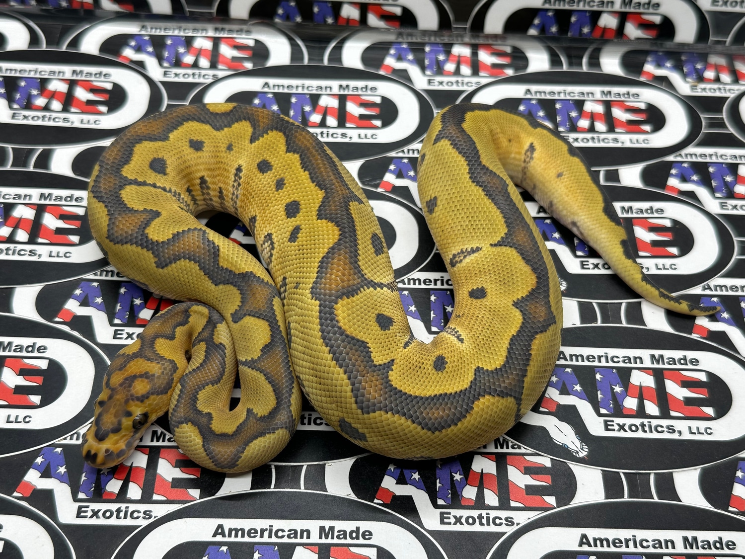 Enchi Hypo Clown Ball Python by American Made Exotics, LLC - MorphMarket