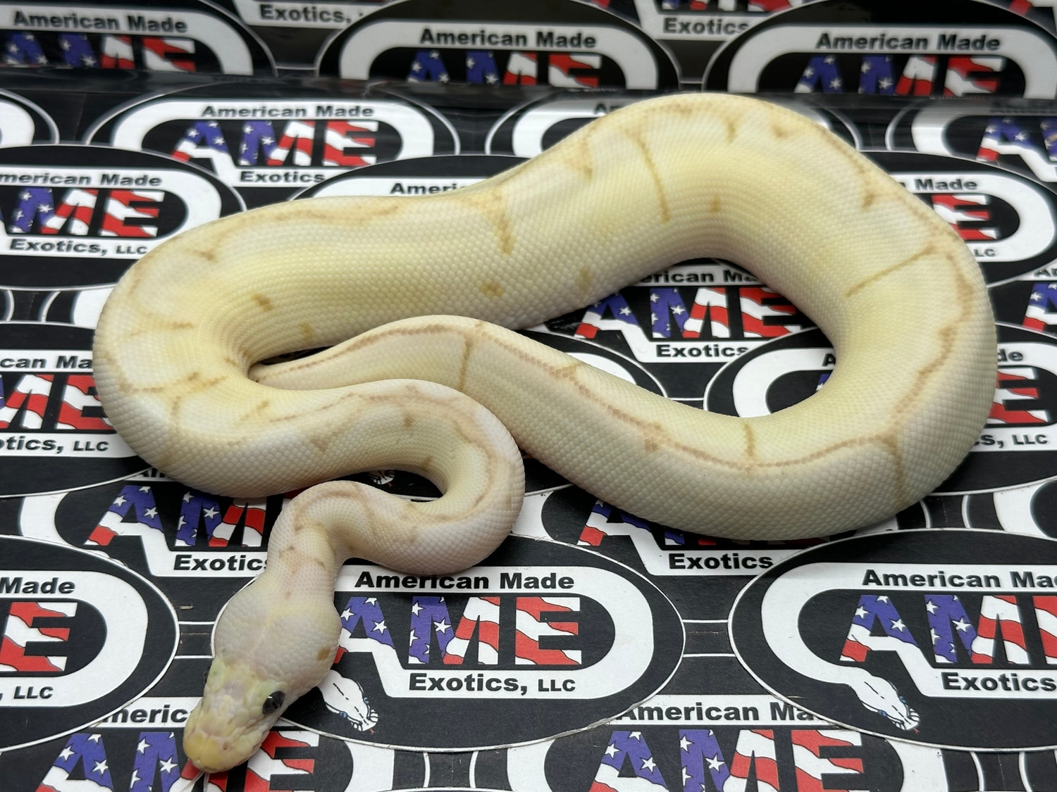 Clown Banana (Female Maker) Bumblebee 100% Het Desert Ghost Ball Python ...