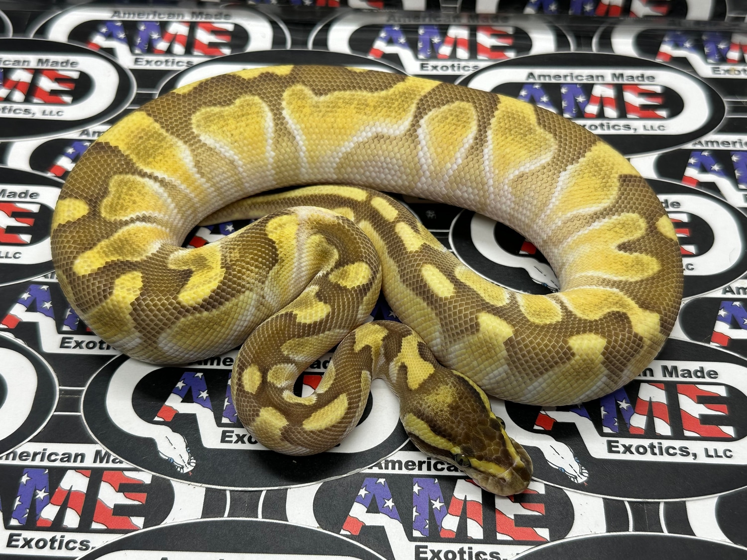 Enchi Lesser 100% Het VPI Axanthic 100% Het Hypo Ball Python by ...