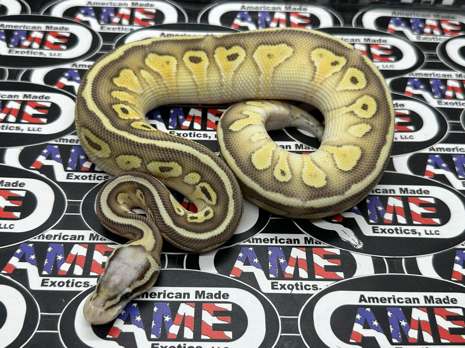 Butter Super Pastel 66% Pos Het Genetic Stripe 66% Pos Het Clown Ball ...