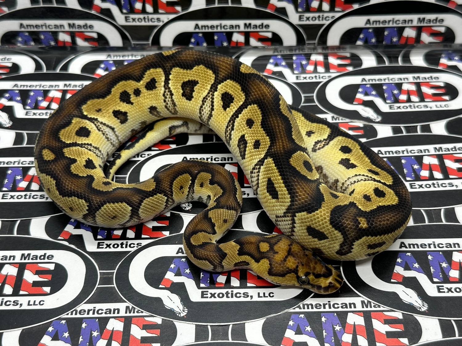 Clown 50% Pos Het Pied Ball Python by American Made Exotics, LLC ...