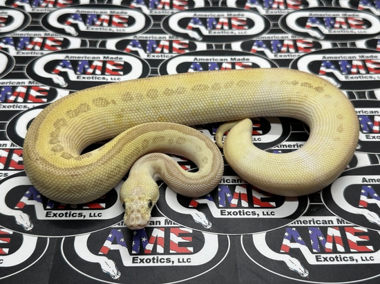 Clown Pastel Lesser Leopard (Possible Enchi) 100% Het Pied Ball Python ...
