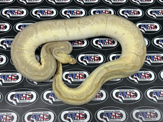 Fm Clown Mojave Bumblebee 66% Pos Het Genetic Stripe Ball Python by ...