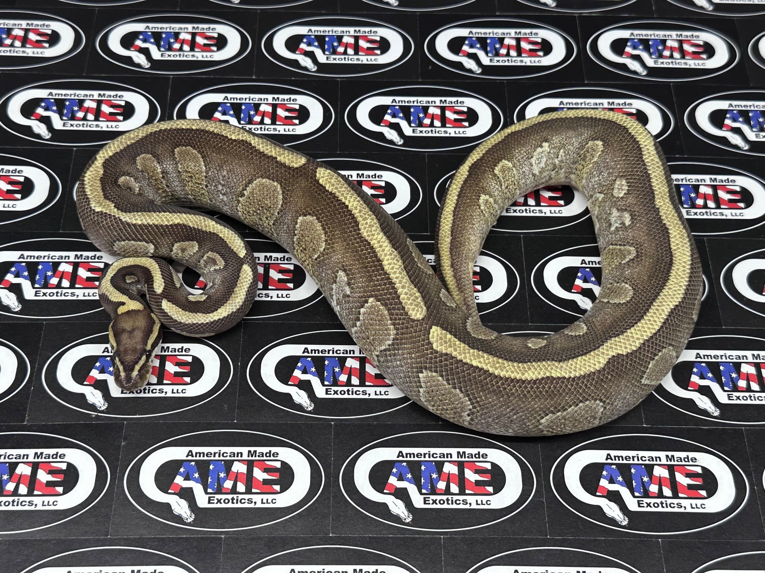 Stranger Fire Enchi 50% Pos Het Clown Ball Python by American Made ...