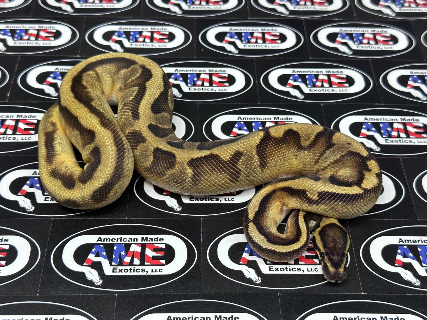 Enchi Pied 100% Het Lavender Albino Ball Python by American Made Exotics, LLC - MorphMarket