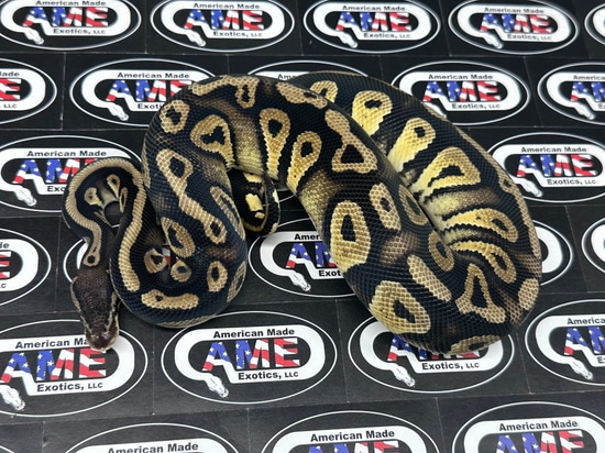 Blackhead Pastel 100% Het Desert Ghost 100% Het Cryptic Ball Python by ...