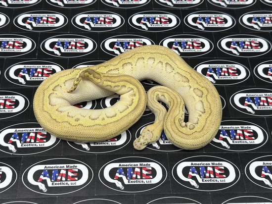 Clown Hurricane Leopard Lesser Pastel Ball Python by American Made Exotics, LLC
