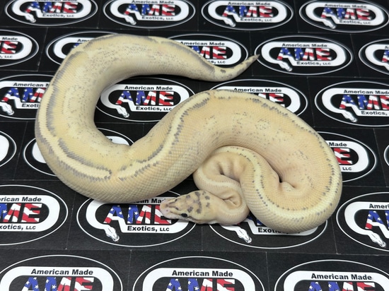 Puma 100% Het Clown Ball Python by American Made Exotics, LLC