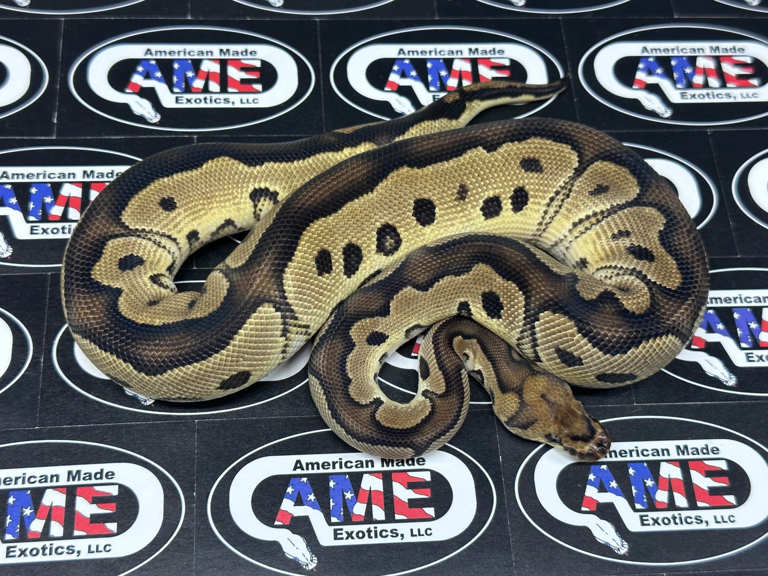 Clown 66% Pos Het Desert Ghost 50% Pos Het Pied Ball Python by American ...
