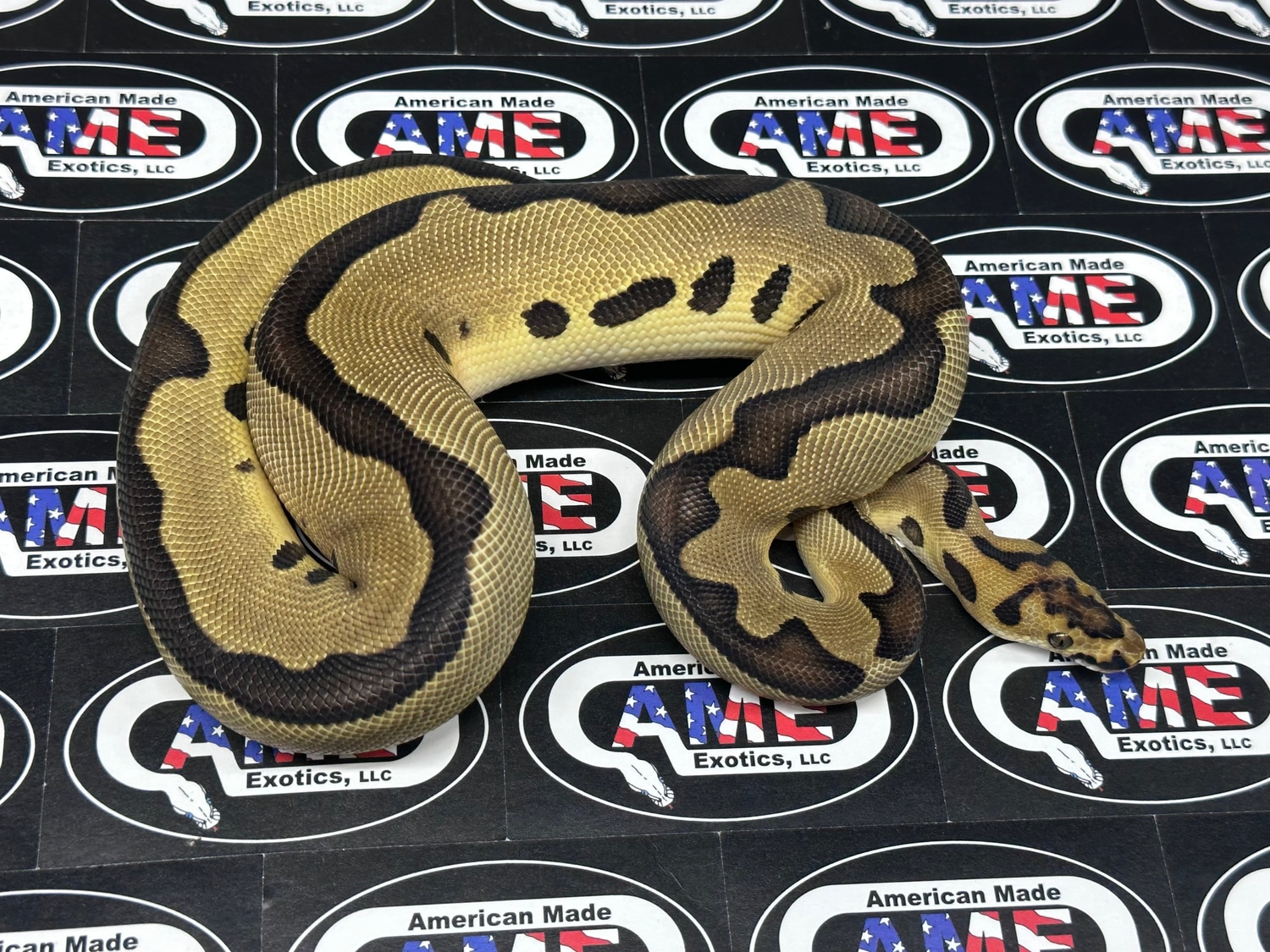 Clown Leopard Enchi Ball Python by American Made Exotics, LLC - MorphMarket