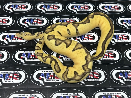 Clown Enchi Firefly Ball Python by American Made Exotics, LLC