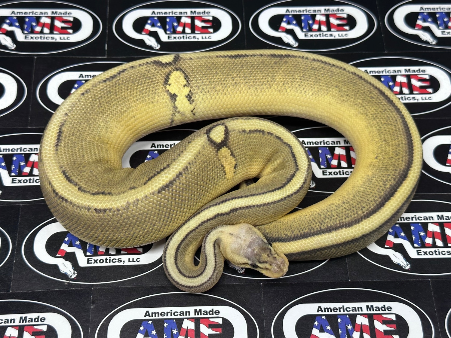 Genetic Stripe Pastel Or Super Pastel 66% Pos Het Clown (Possible ...